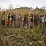 CGIAR Research Program on MAIZE » The CGIAR Research Program on maize (MAIZE CRP) is part of an ...