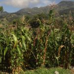 CGIAR Research Program on MAIZE » The CGIAR Research Program on maize (MAIZE CRP) is part of an ...